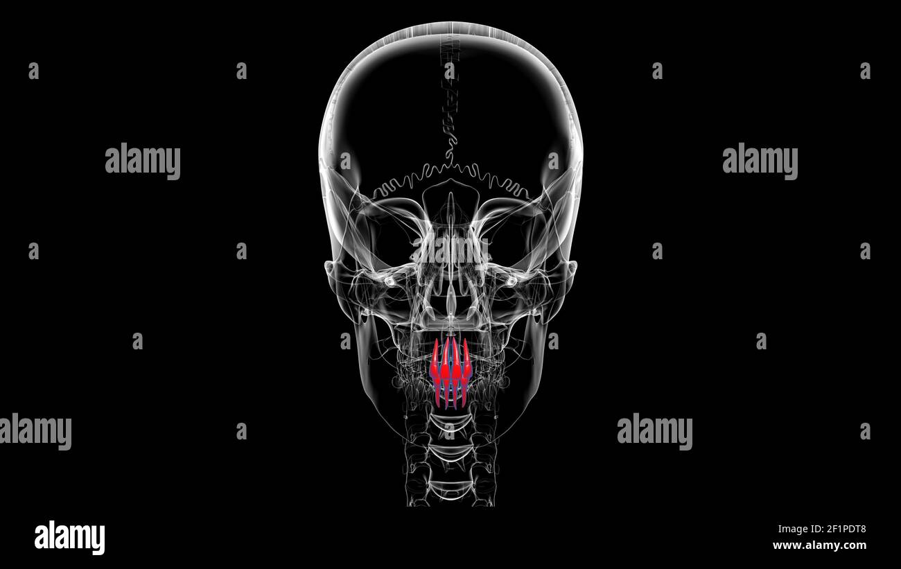 Human Teeth Incisors Anatomy 3D Illustration For Medical Concept Stock ...