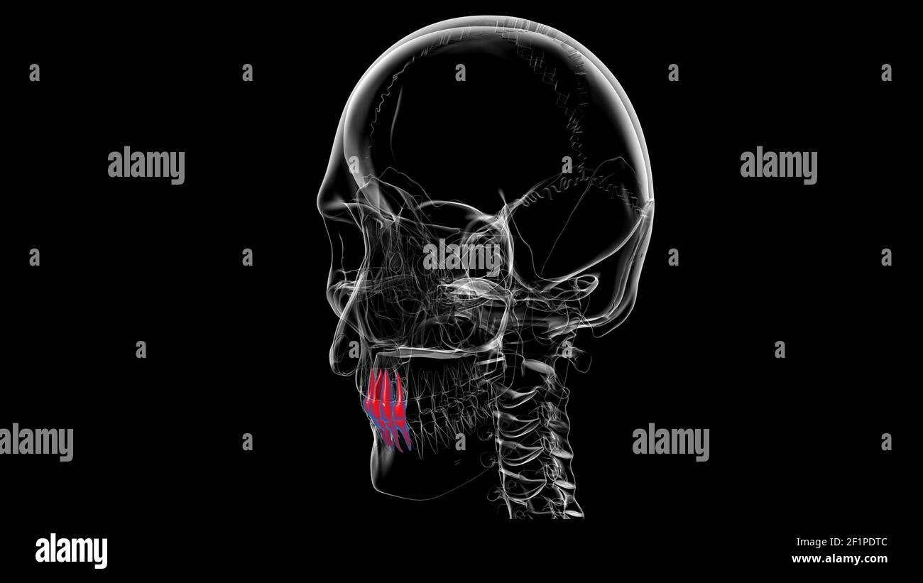 Human Teeth Incisors Anatomy 3D Illustration For Medical Concept Stock ...