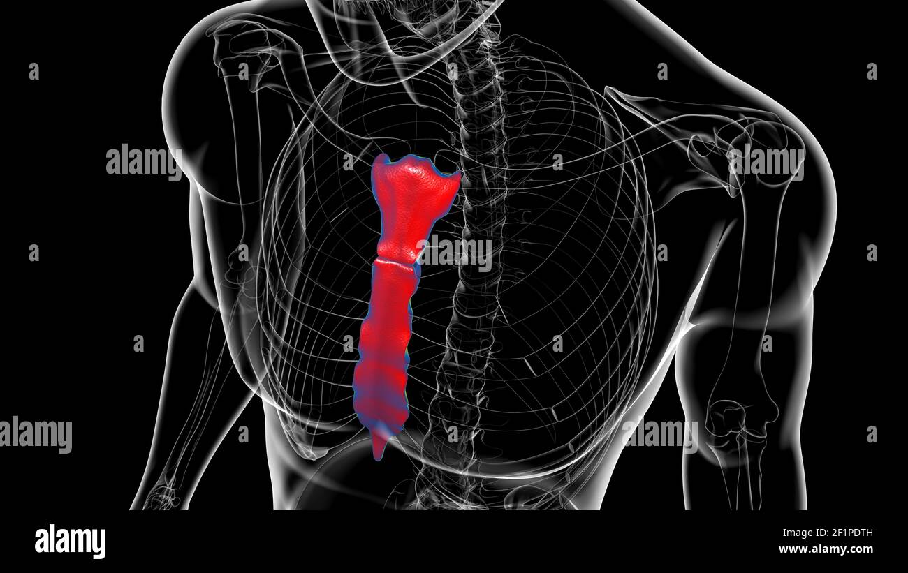 Human Skeleton Sternum Bone Anatomy For Medical Concept 3D Illustration ...