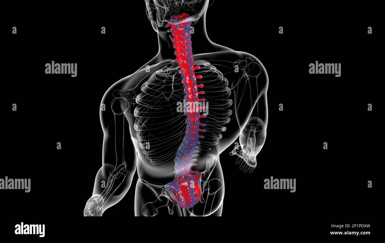 Human Skeleton Vertebral Column Vertebrae Anatomy 3D Illustration Stock ...