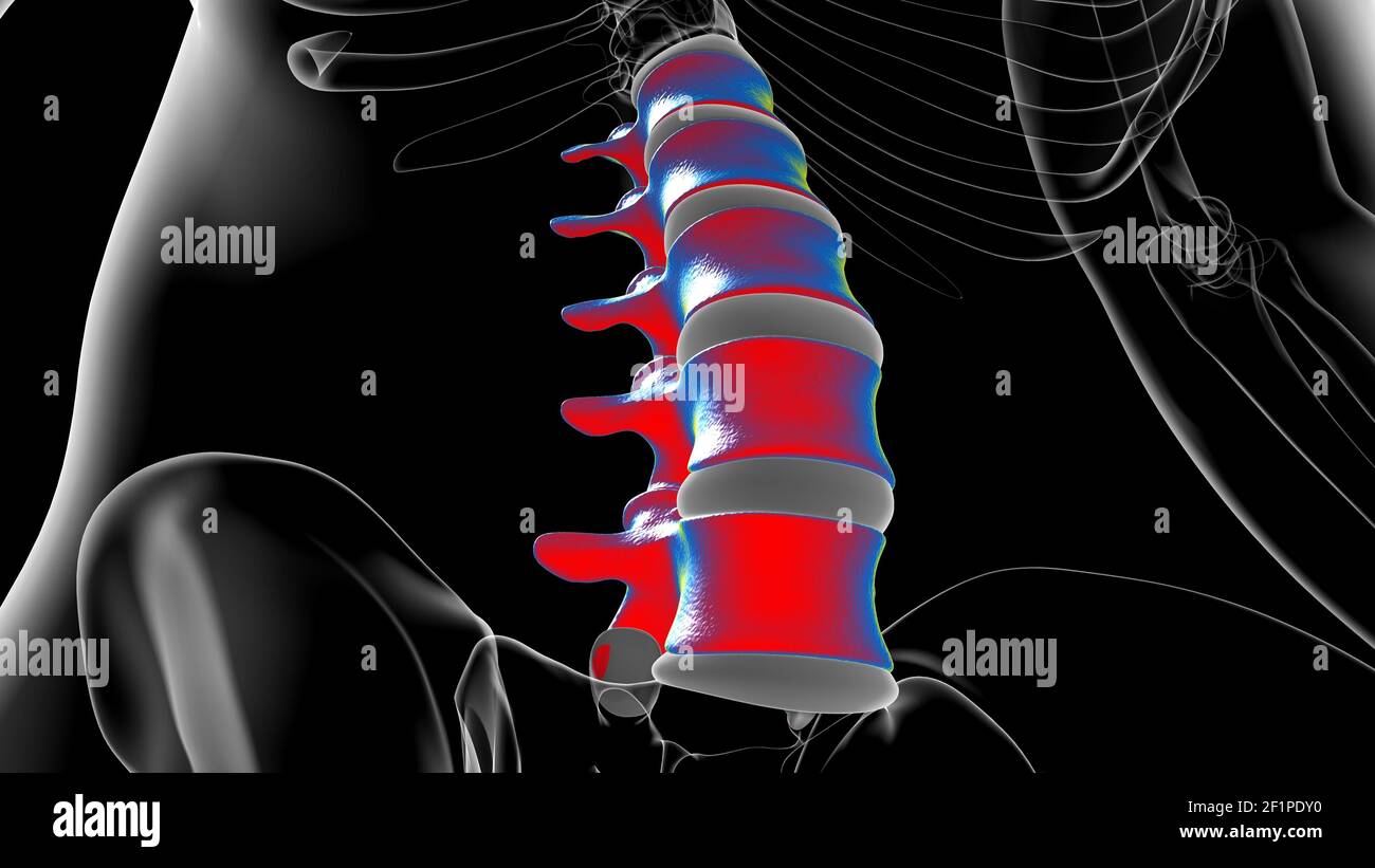 Human Skeleton Vertebral Column Lumbar Vertebrae Anatomy 3D ...