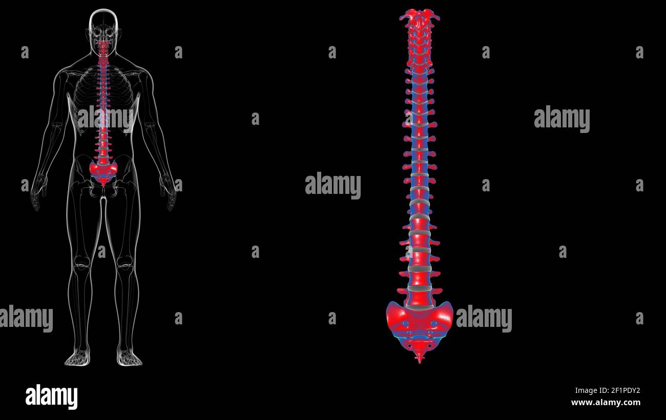 Human Skeleton Vertebral Column Vertebrae Anatomy 3D Illustration Stock ...