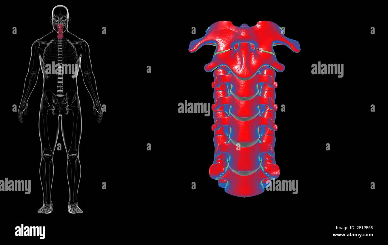 Human Skeleton Vertebral Column Cervical Vertebrae Anatomy 3D ...