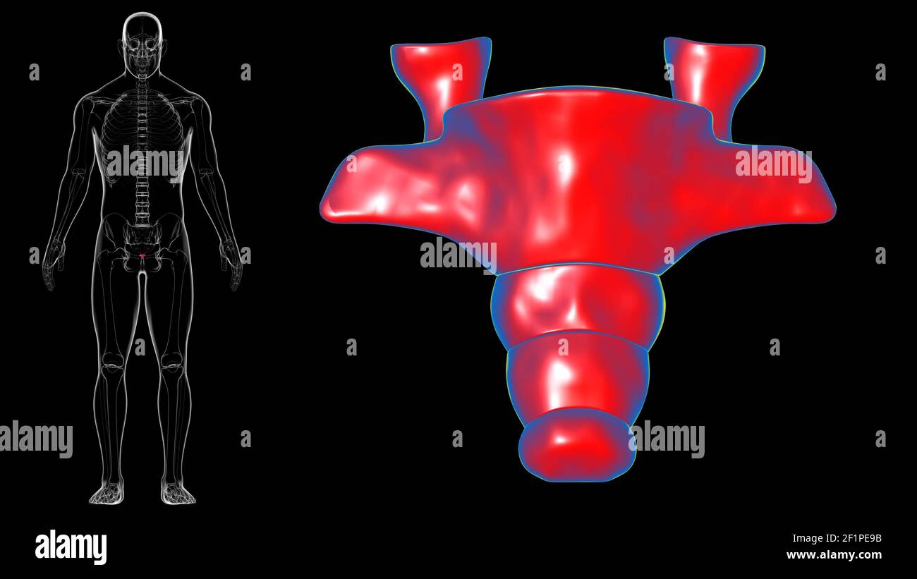 Coccyx tail hi-res stock photography and images - Alamy