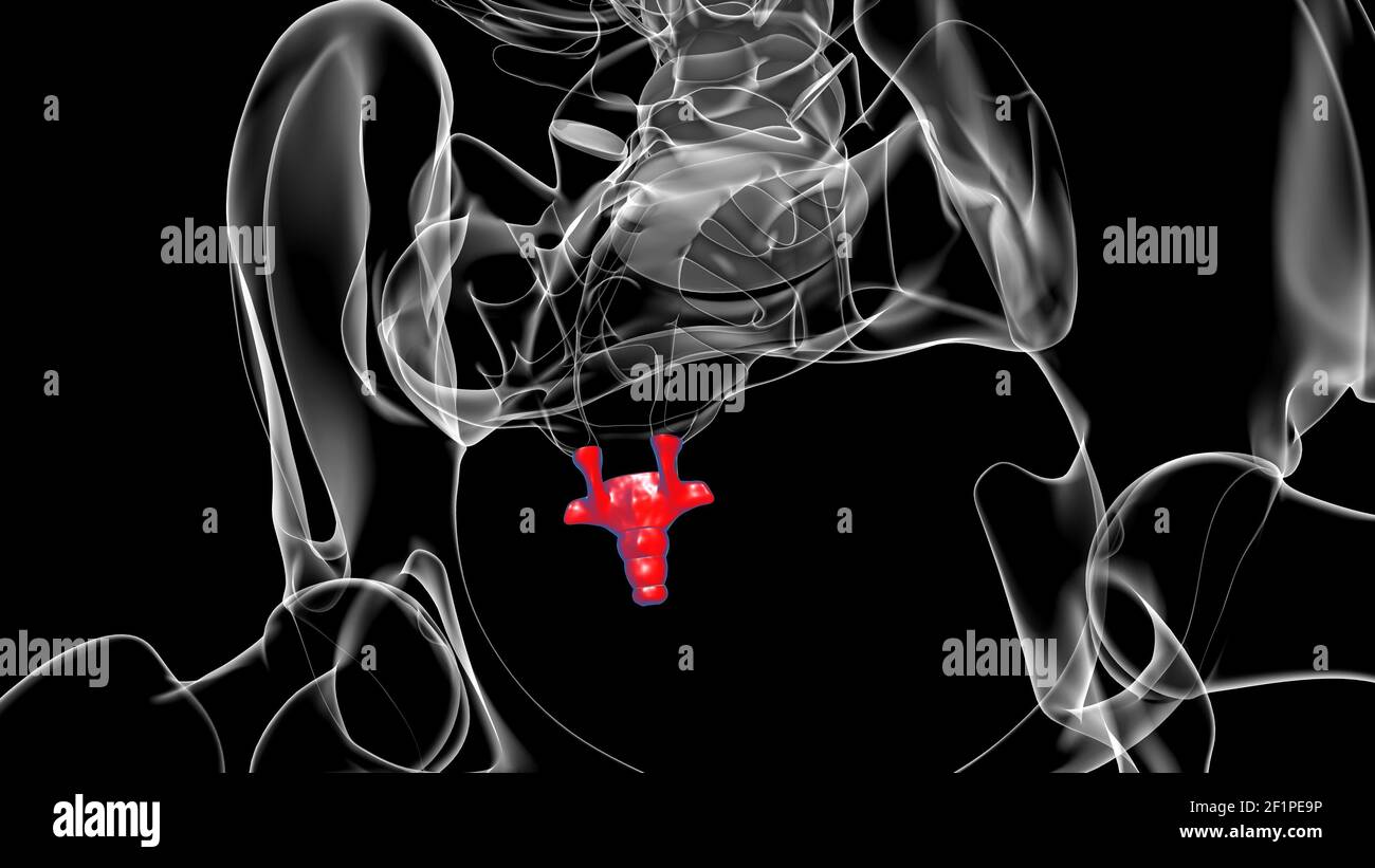 Human with tail 3d anatomy hi-res stock photography and images - Alamy