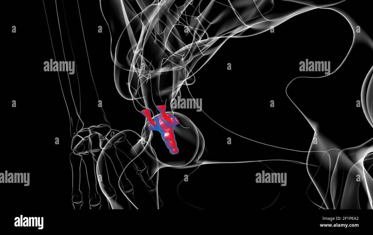 Human Skeleton Vertebral Column Coccyx or tail bone Anatomy 3D ...