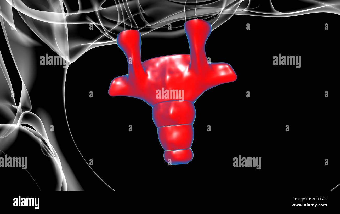 Human Skeleton Vertebral Column Coccyx or tail bone Anatomy 3D ...