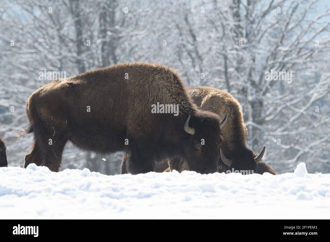 captive bison in snow at the Bison Ranch in Les Prés d'Orvin, Swiss ...