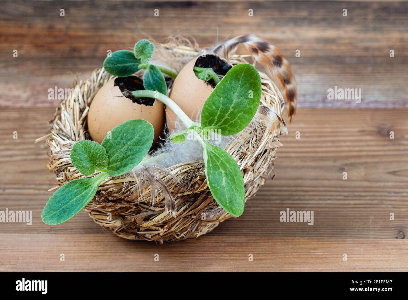 Eggs with sprouted green seedling in nest. Natural bright background ...