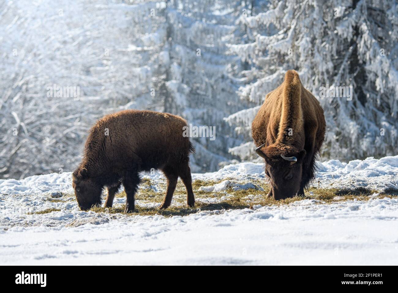 captive bison in snow at the Bison Ranch in Les Prés d'Orvin, Swiss ...