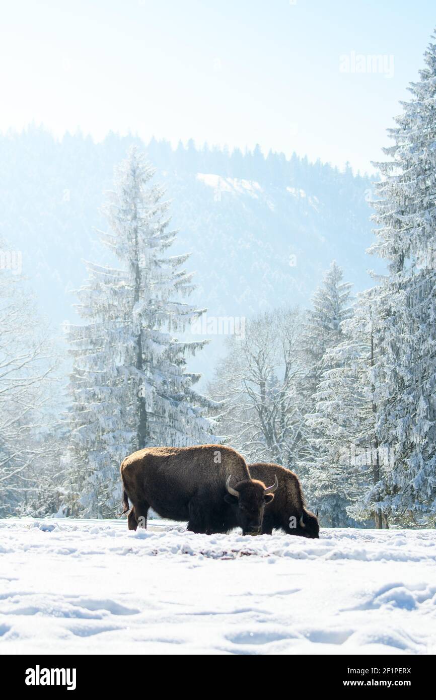 captive bison in snow at the Bison Ranch in Les Prés d'Orvin, Swiss ...