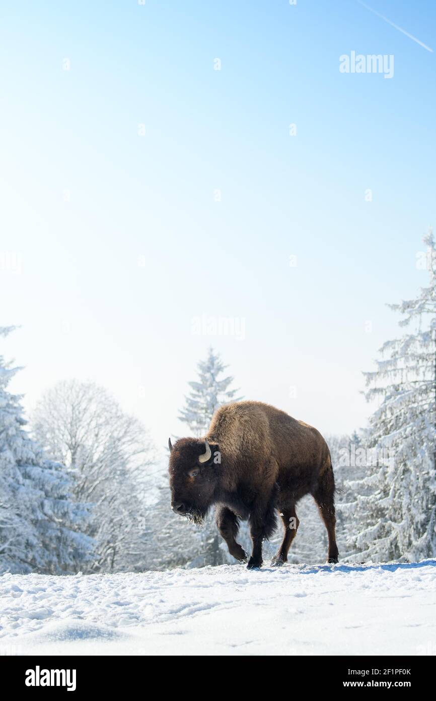 captive bison in snow at the Bison Ranch in Les Prés d'Orvin, Swiss ...
