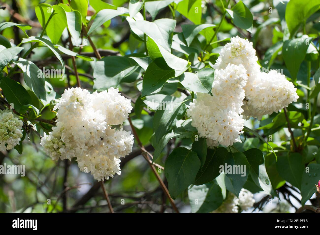 The lilac or common lilac is a species of flowering plant in the olive ...