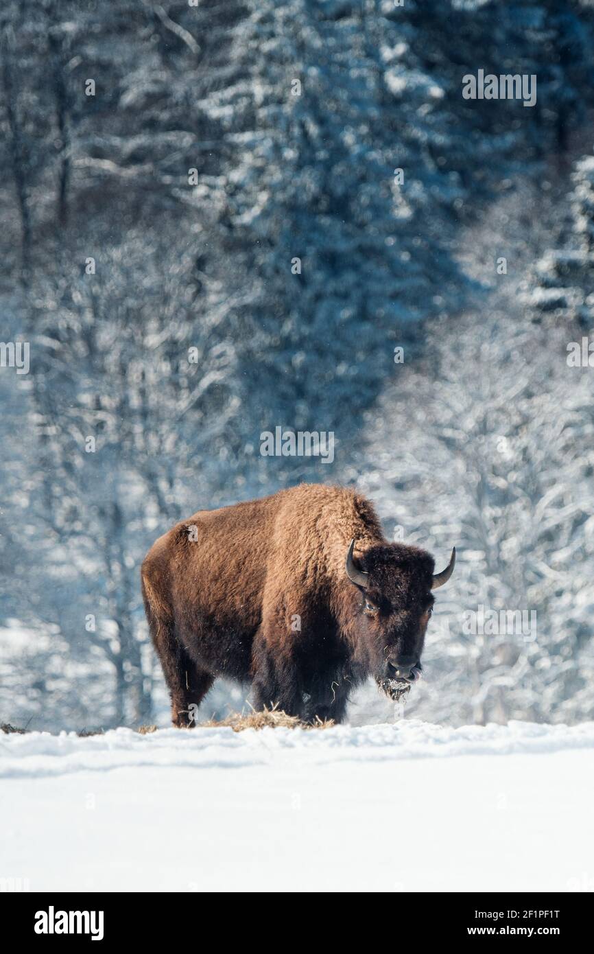 captive bison in snow at the Bison Ranch in Les Prés d'Orvin, Swiss ...