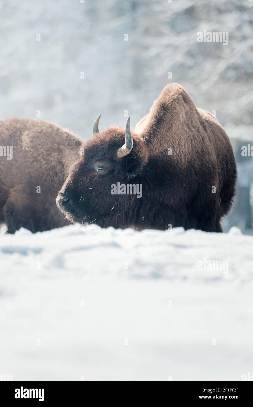 captive bison in snow at the Bison Ranch in Les Prés d'Orvin, Swiss ...