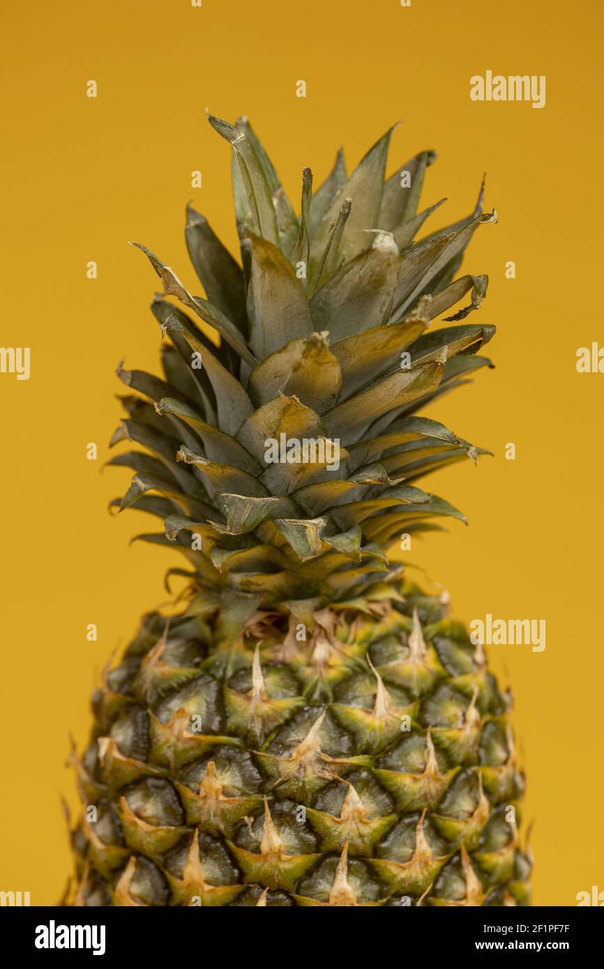 Closeup macro texture and detail of the top of a fresh sharp pointy ...