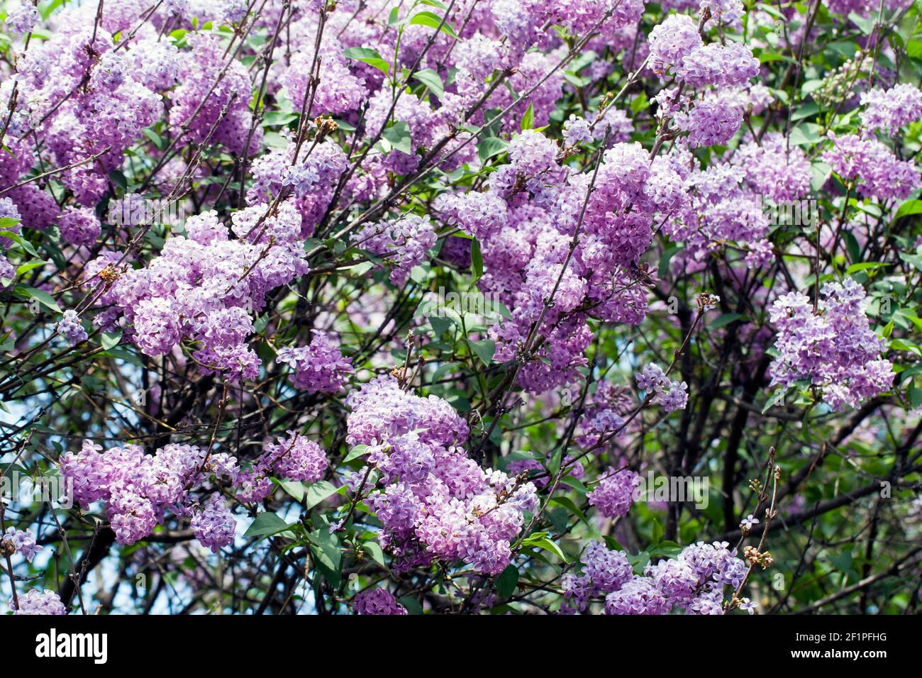 The lilac or common lilac is a species of flowering plant in the olive ...