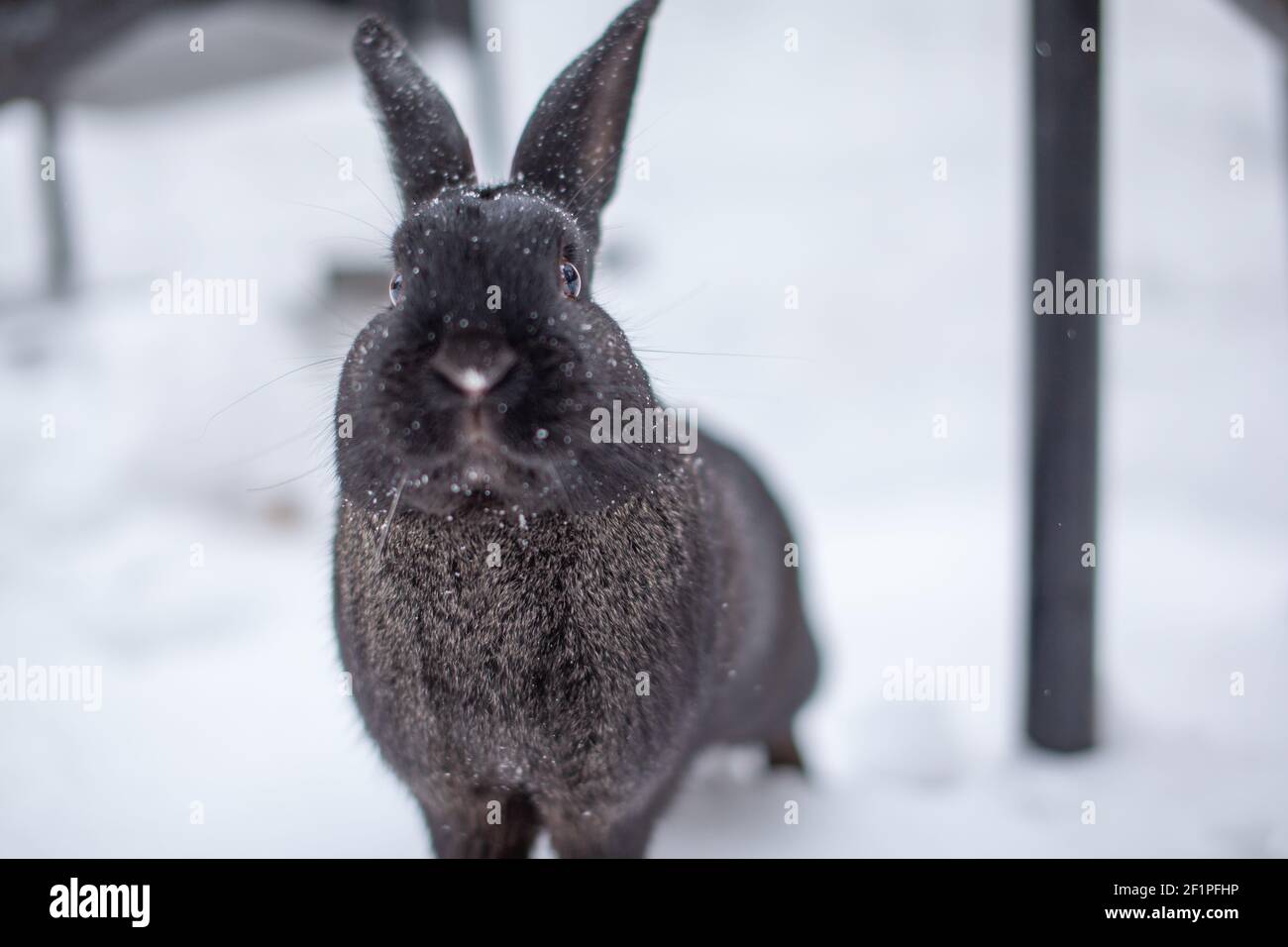 Rabbit cage trap hi-res stock photography and images - Alamy