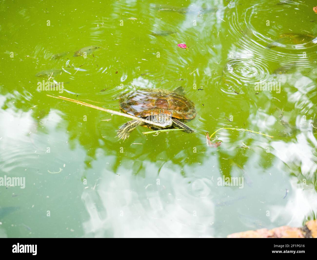 Lake turtle insect hi-res stock photography and images - Alamy