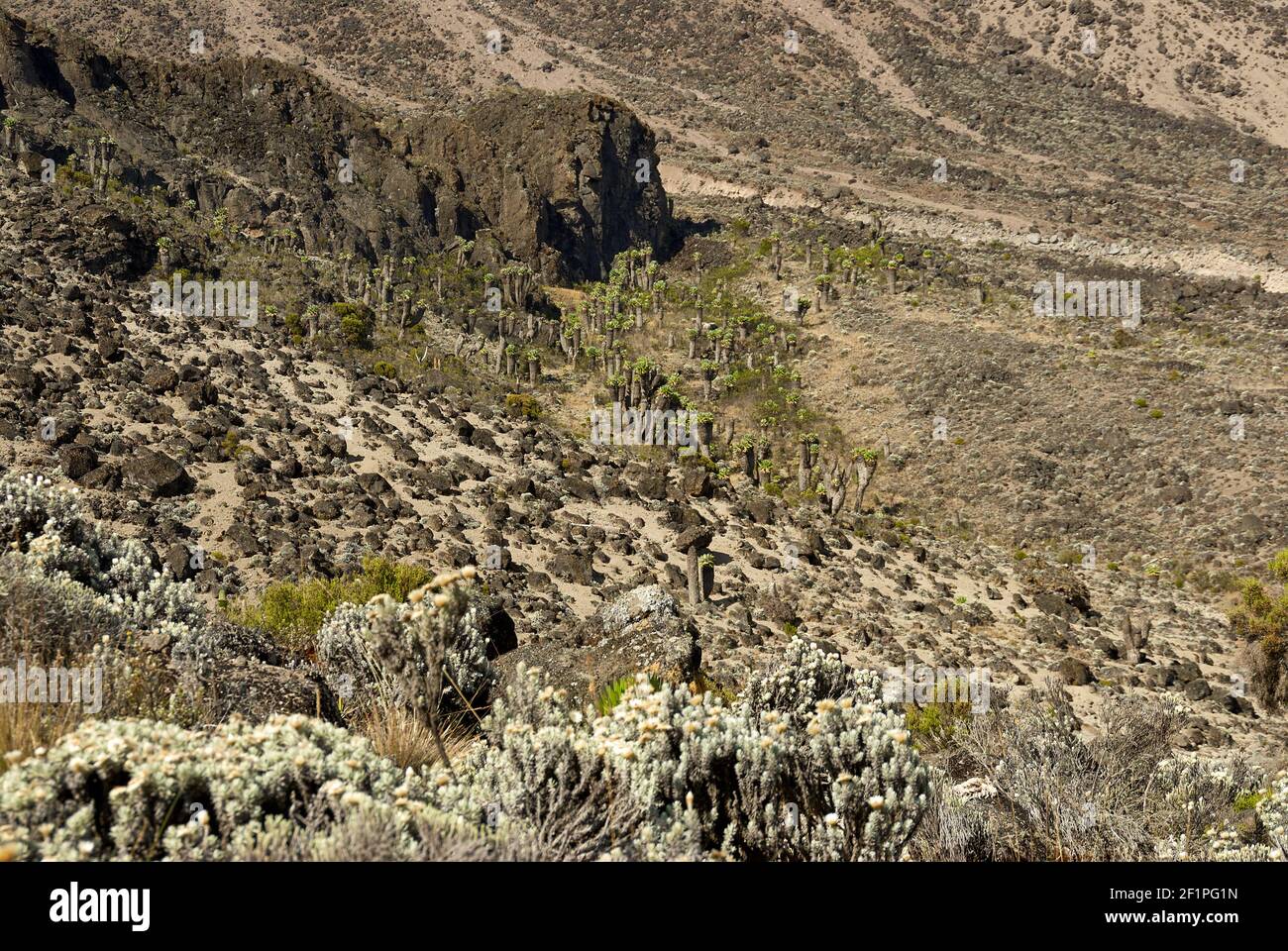 Giant-groundsel, Senecio keniodendron, Senecio ssp, at Barranco Valley ...