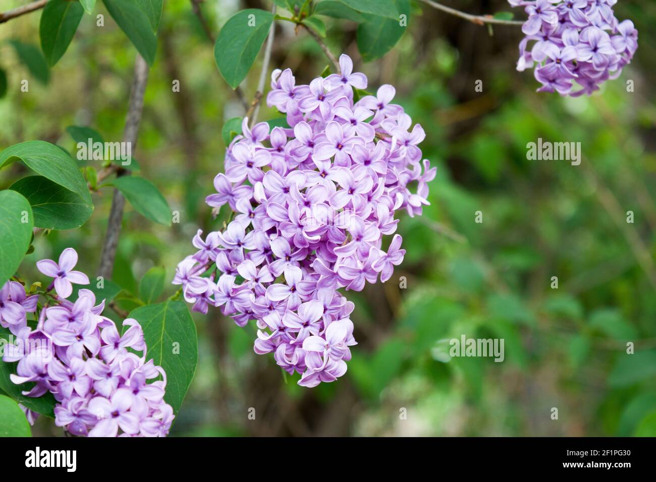 The lilac or common lilac is a species of flowering plant in the olive ...