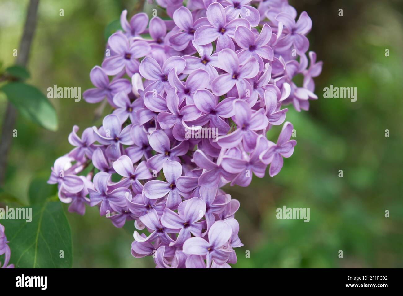 The lilac or common lilac is a species of flowering plant in the olive ...