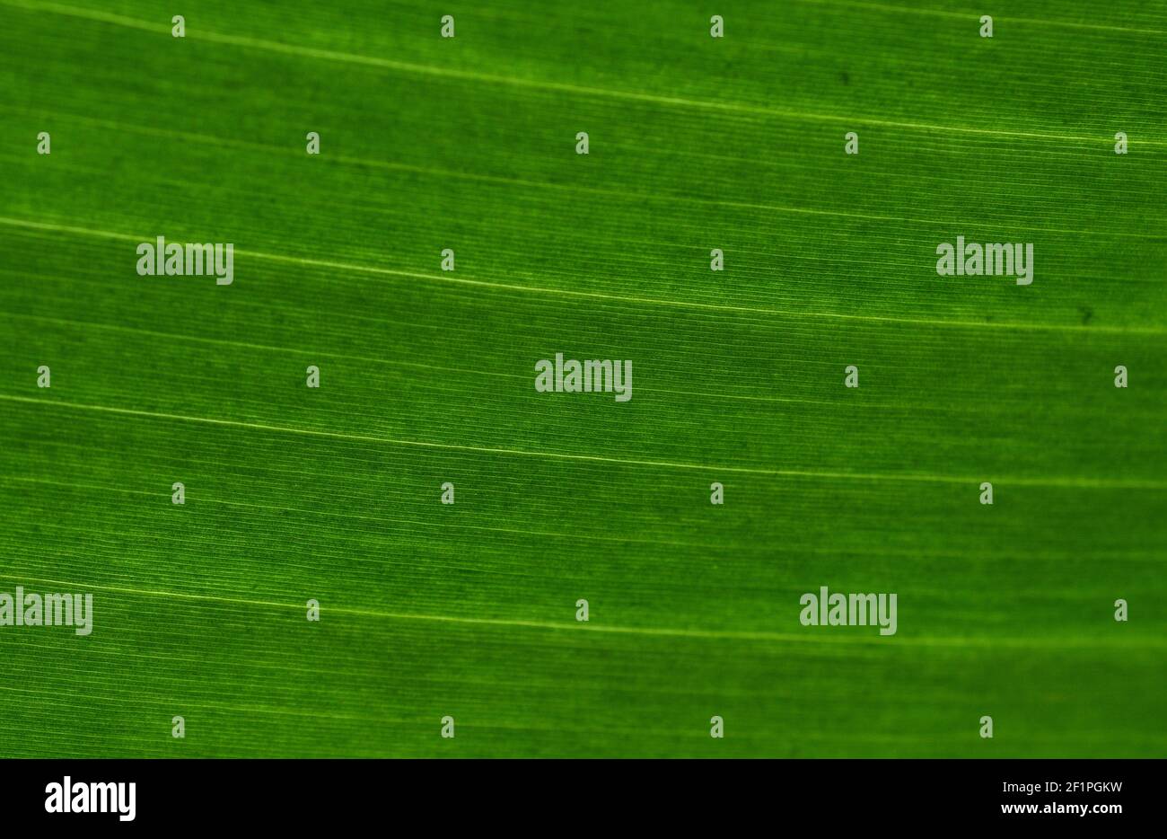 Green leaf patterns hi-res stock photography and images - Alamy