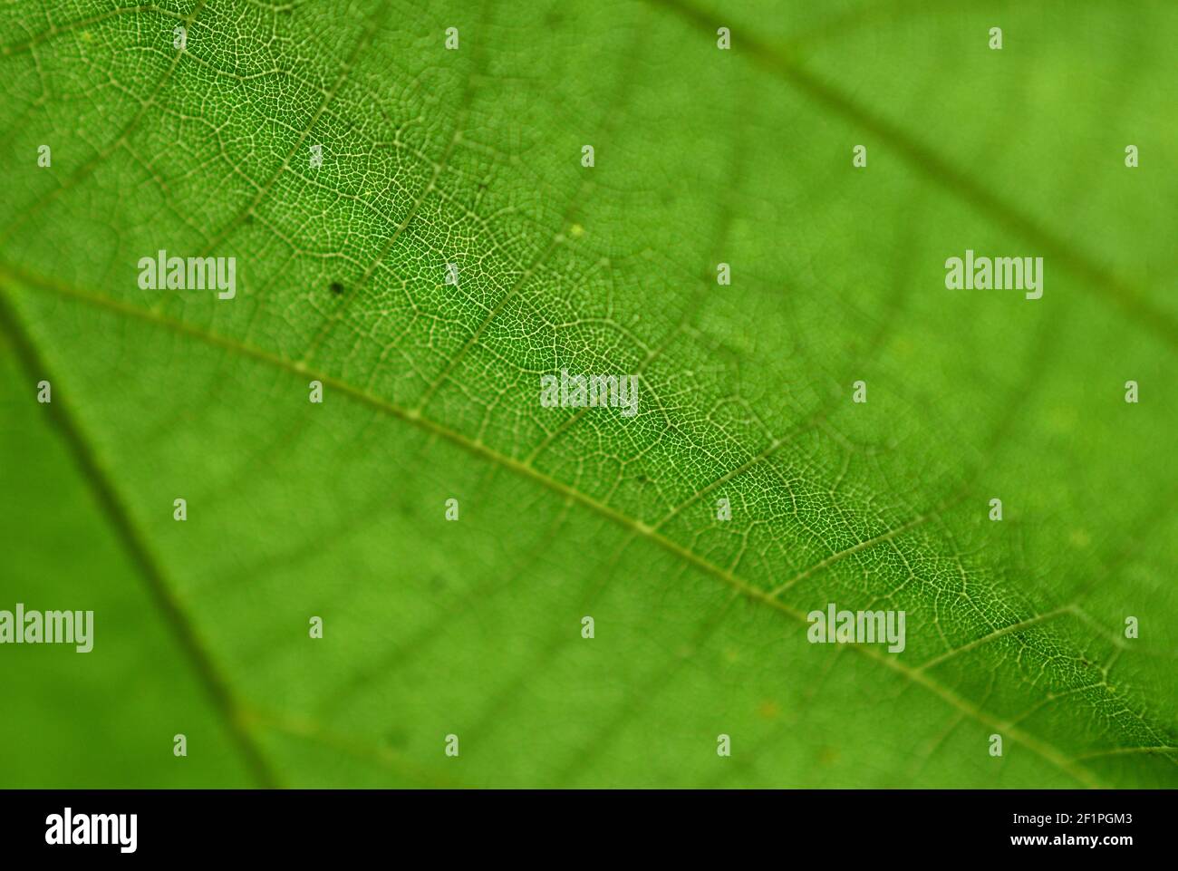 Patterns in green hi-res stock photography and images - Alamy