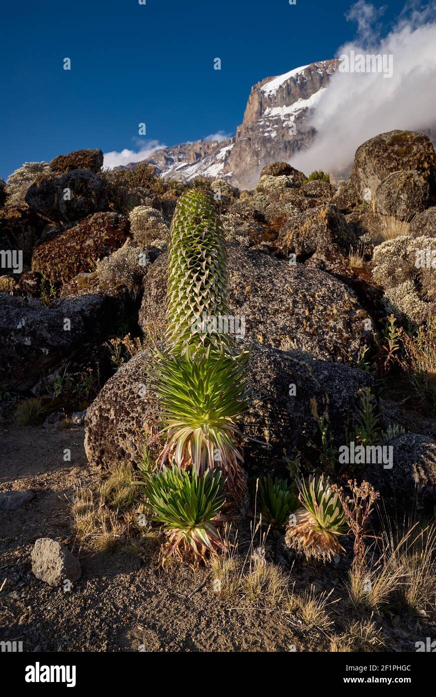 Mountain giant lobelia tanzania hi-res stock photography and images - Alamy