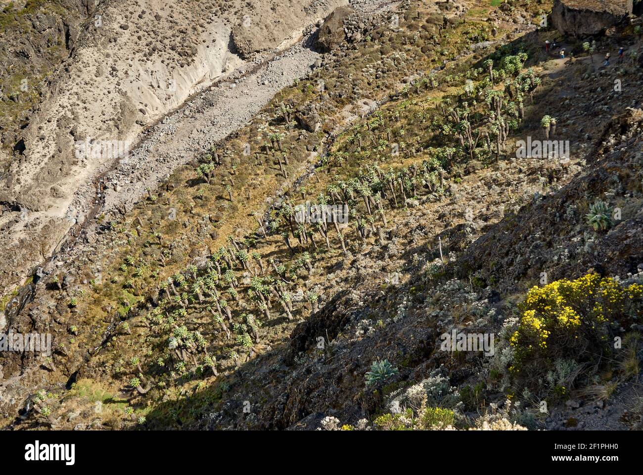 Giant-groundsel, Senecio keniodendron, Senecio ssp, at Barranco Valley ...