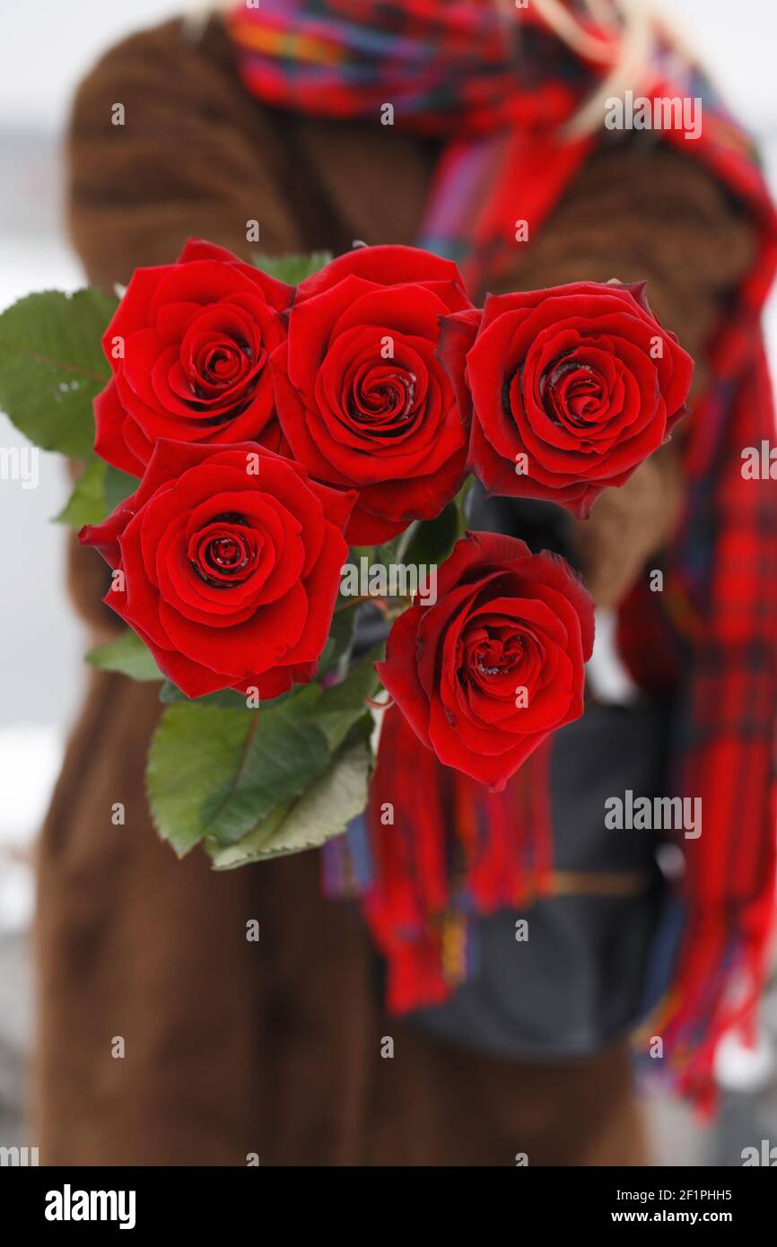 Beautiful young girl gives a bouquet of red roses on valentine's day ...