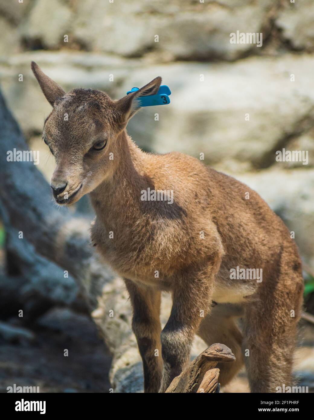 Cute picture of a baby goat climbing over a fallen tree Stock Photo - Alamy