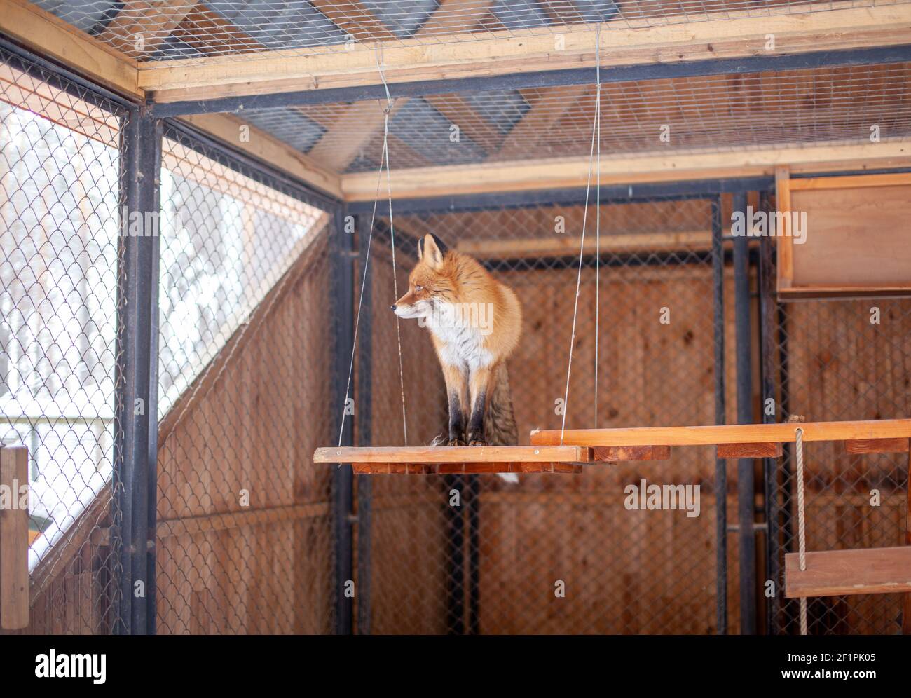 Wild red Fox sitting in a cage at the zoo. High quality photo Stock ...