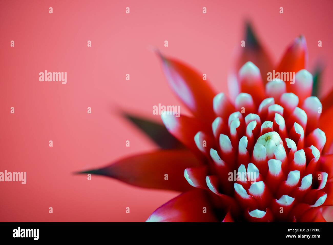 Close up of a Guzmania flower on a bright red background Stock Photo ...