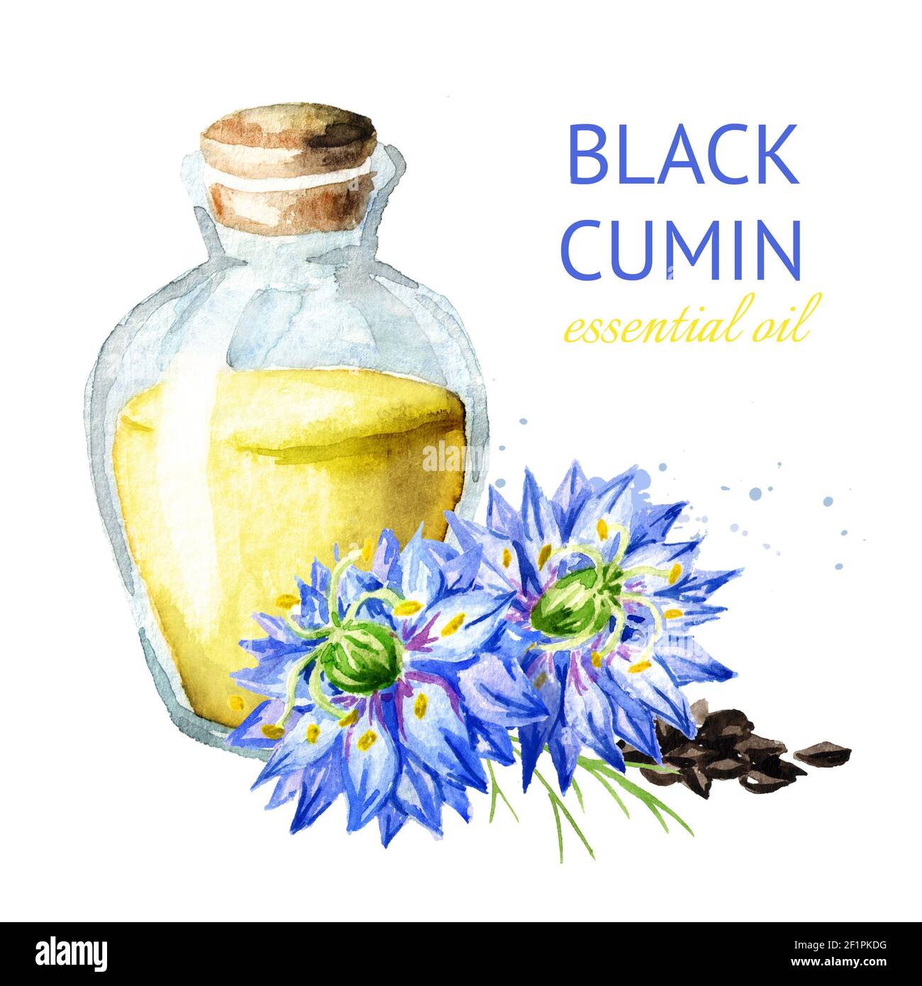 Nigella sativa illustration hi-res stock photography and images - Alamy