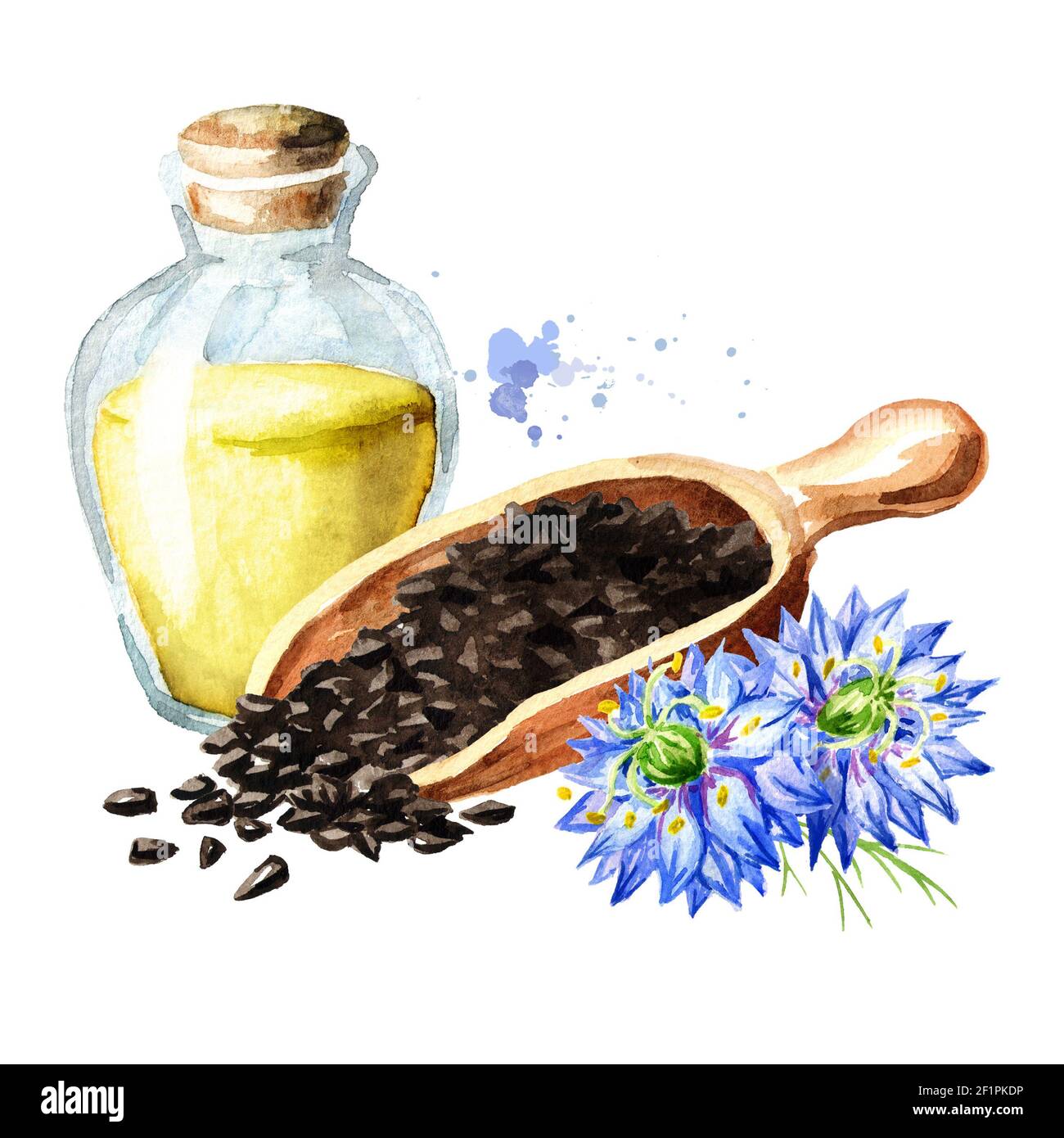 Nigella sativa illustration hi-res stock photography and images - Alamy