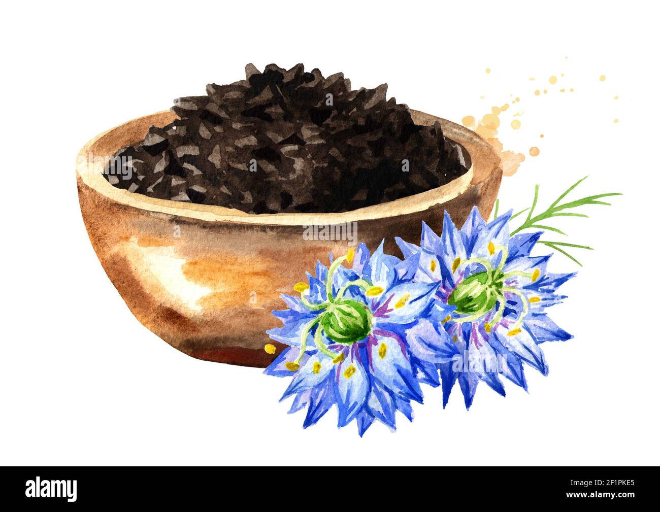 Nigella sativa illustration hi-res stock photography and images - Alamy