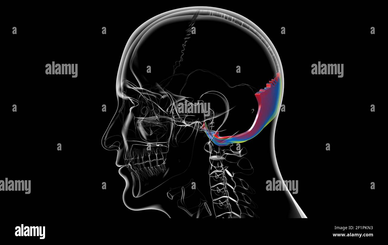 Human Skeleton Skull Occipital Bone Anatomy For Medical Concept 3D ...