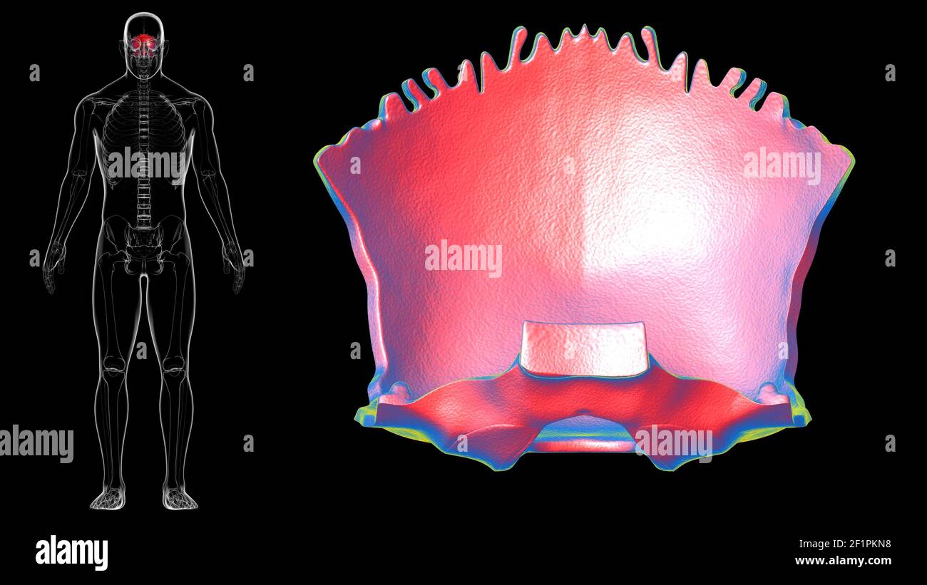 Human Skeleton Skull Occipital Bone Anatomy For Medical Concept 3D ...