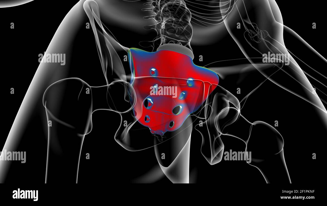 Human skeleton anatomy Sacral Bone 3D Rendering For Medical Concept ...