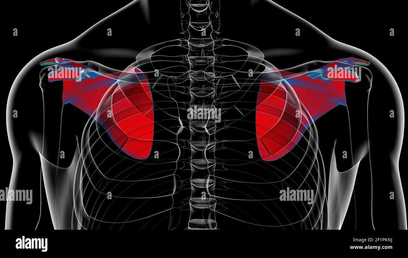 Human skeleton anatomy Scapula Bone 3D Rendering For Medical Concept ...