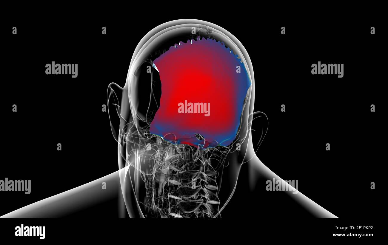Human Skeleton Skull Occipital Bone Anatomy For Medical Concept 3D ...