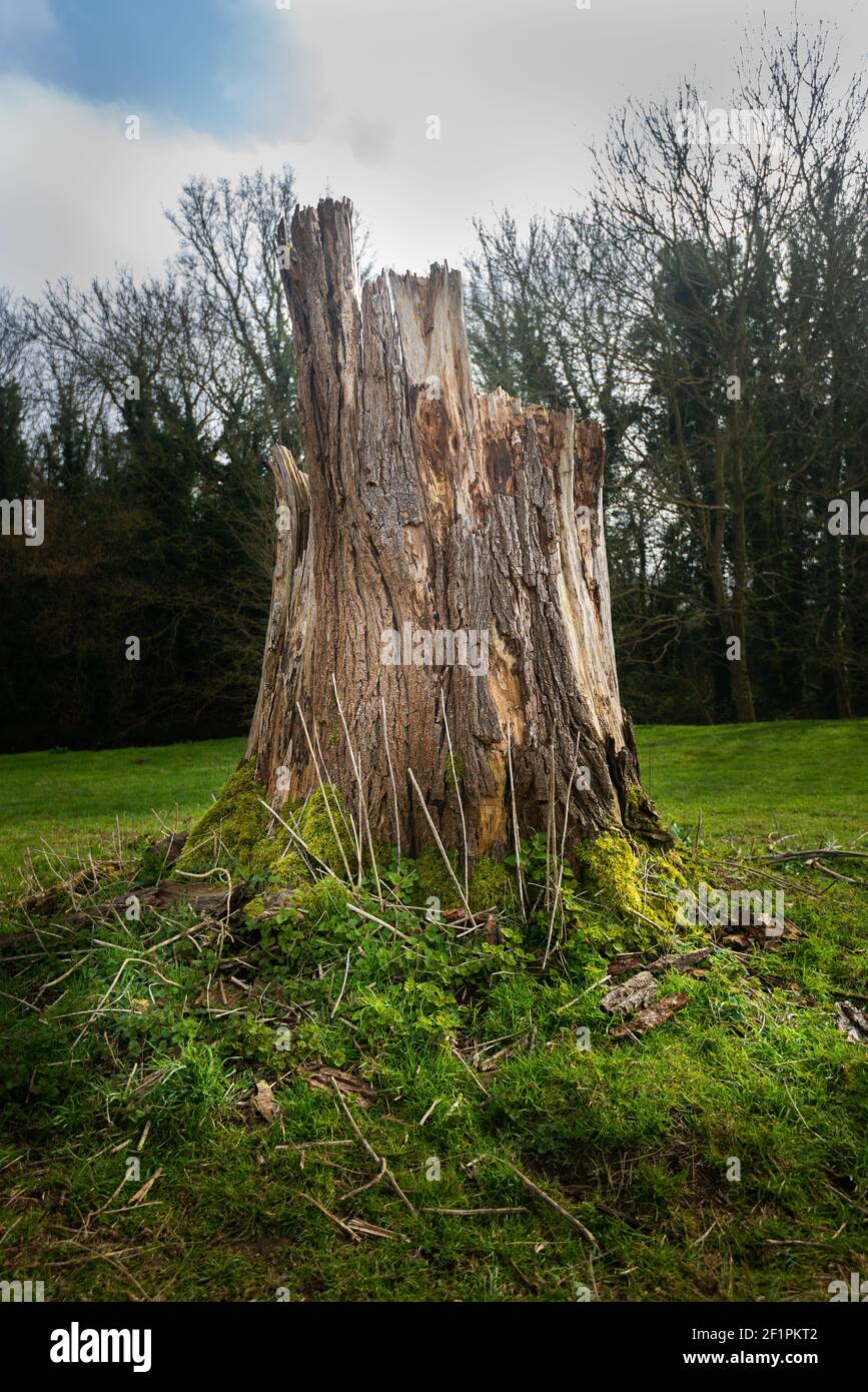 Large oak tree stump in field near Great Stour River in Canterbury ...