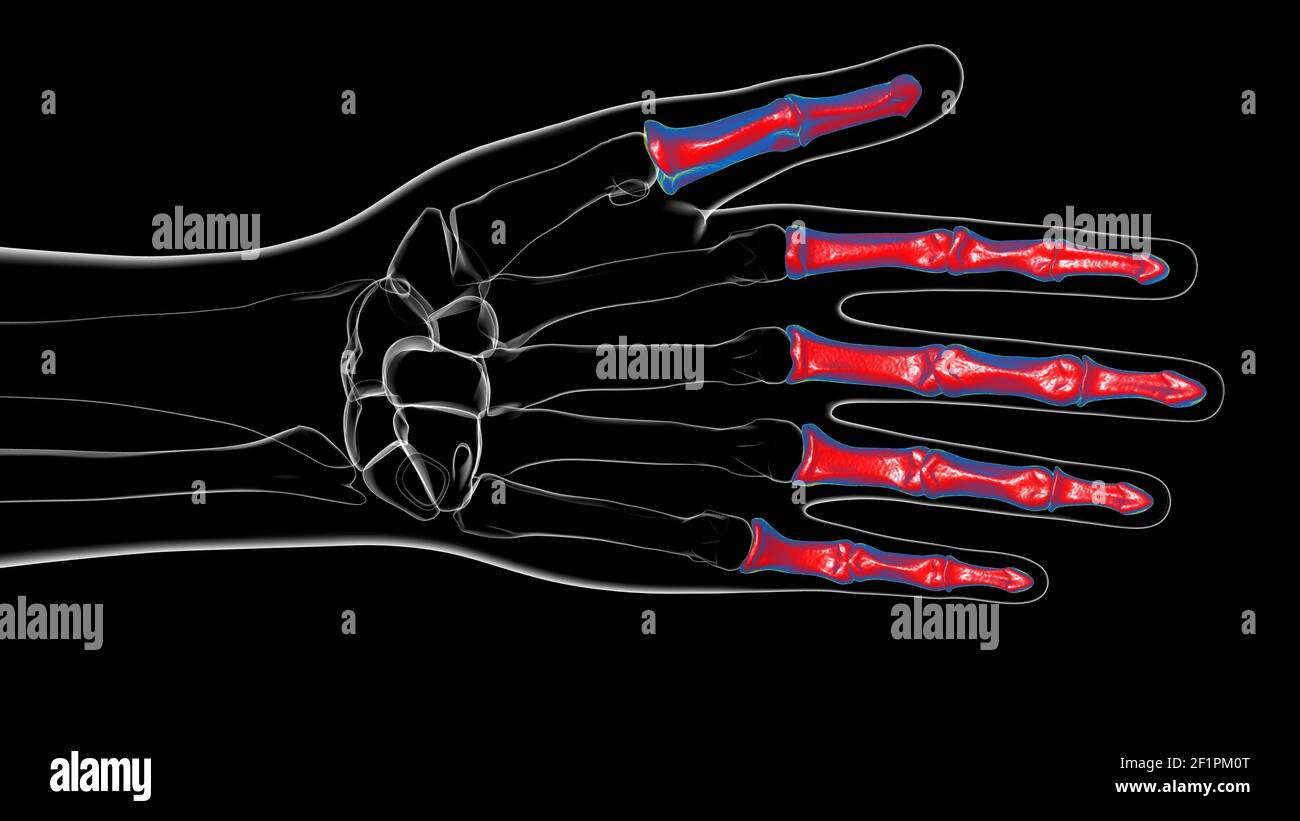 Human Skeleton Hand Phalanges Bone Anatomy For Medical Concept 3D ...