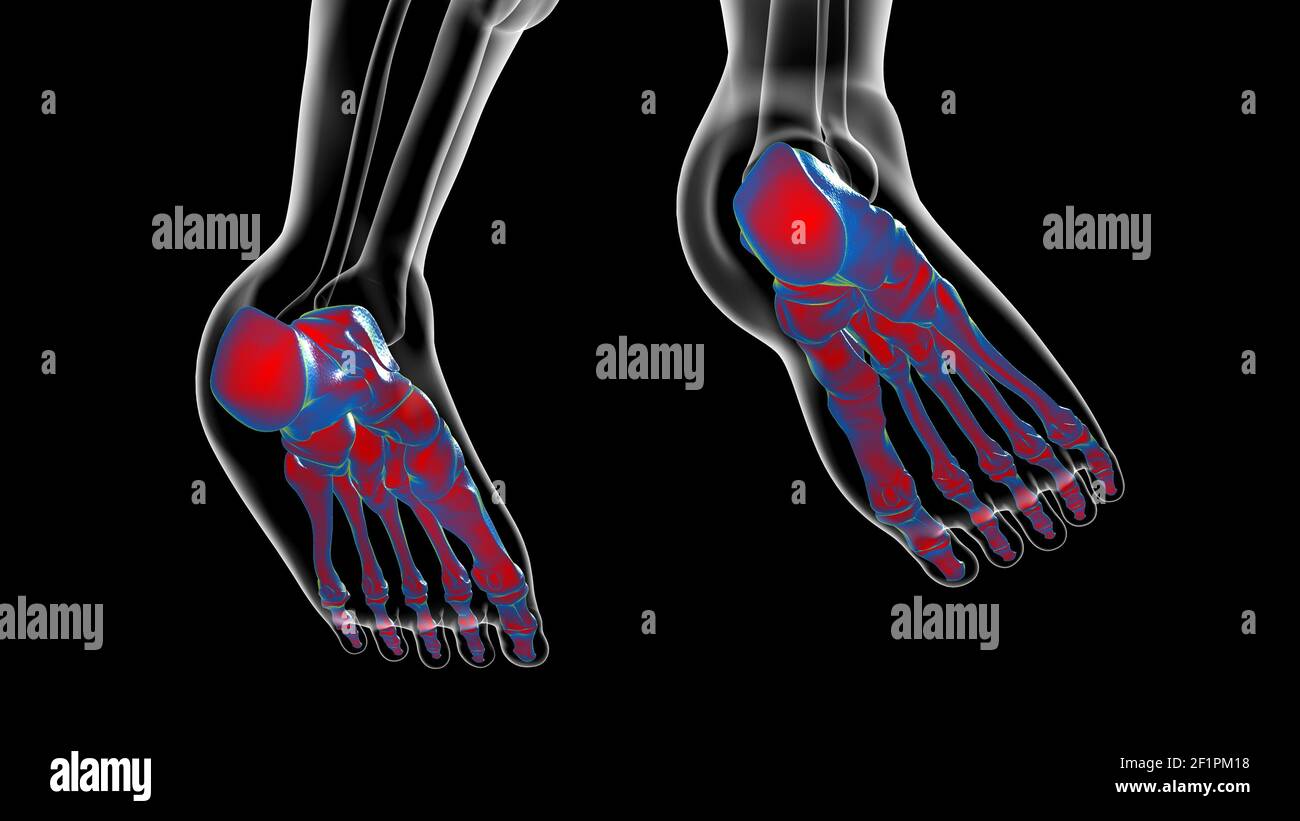 Human Skeleton Foot bones Anatomy For Medical Concept 3D Illustration ...