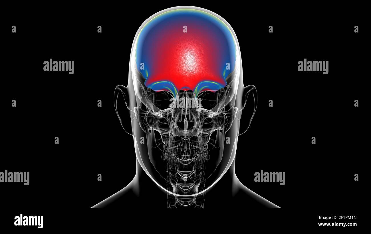 Human Skeleton Skull Frontal Bone Anatomy For Medical Concept 3D ...