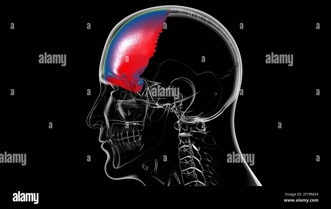 Human Skeleton Skull Frontal Bone Anatomy For Medical Concept 3D ...