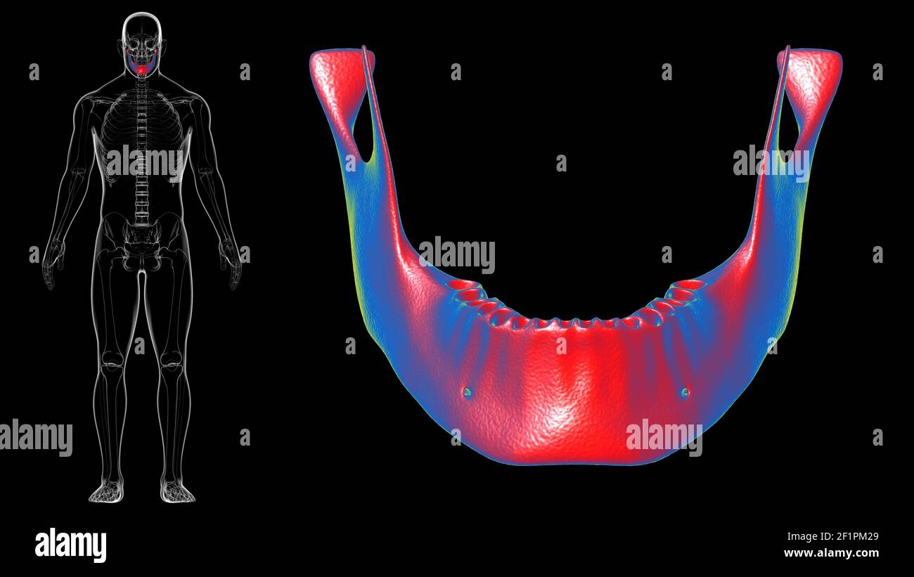 Human Skeleton Skull Mandible Bone Anatomy For Medical Concept 3D ...