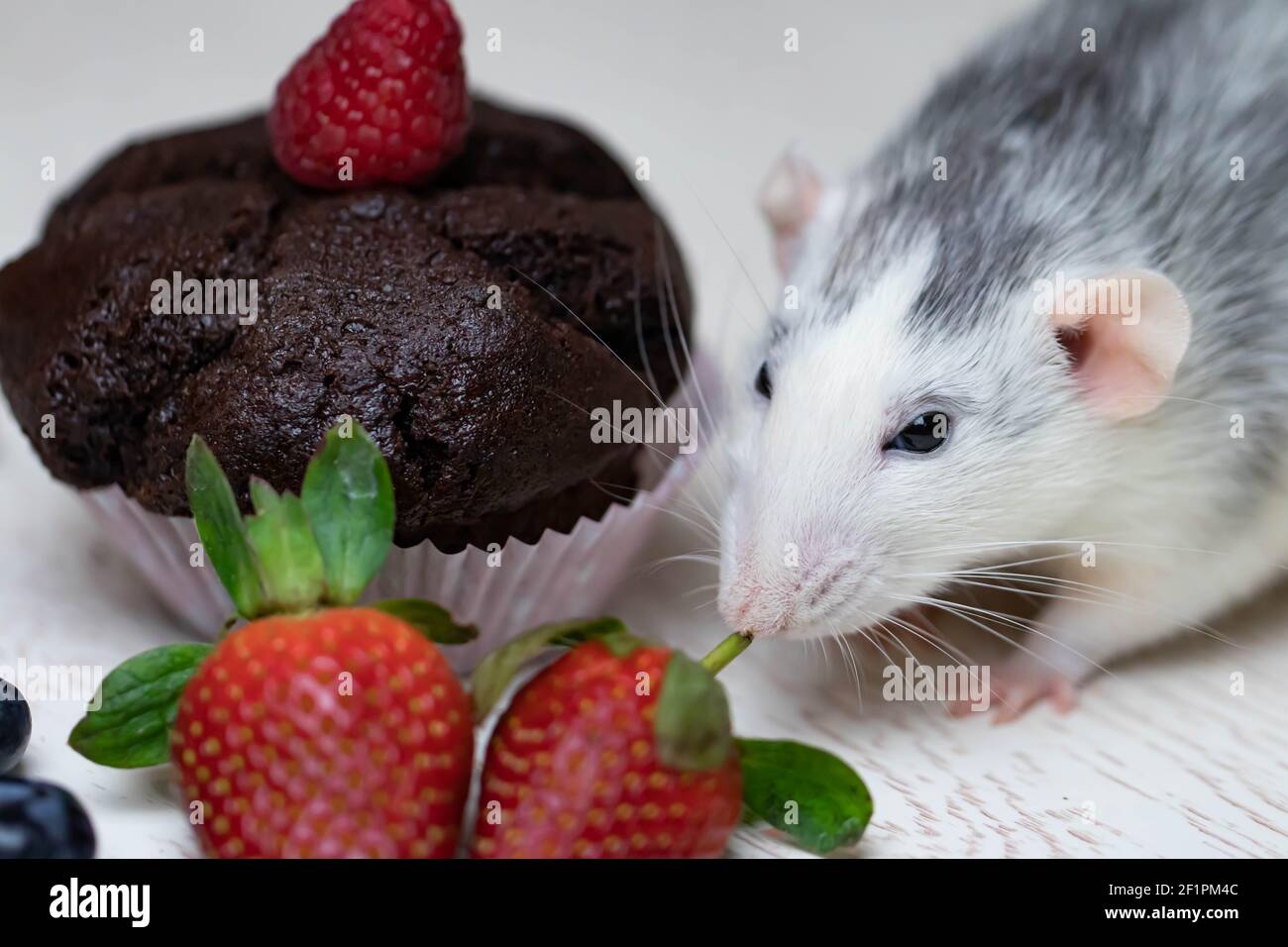 Rats cake hi-res stock photography and images - Alamy