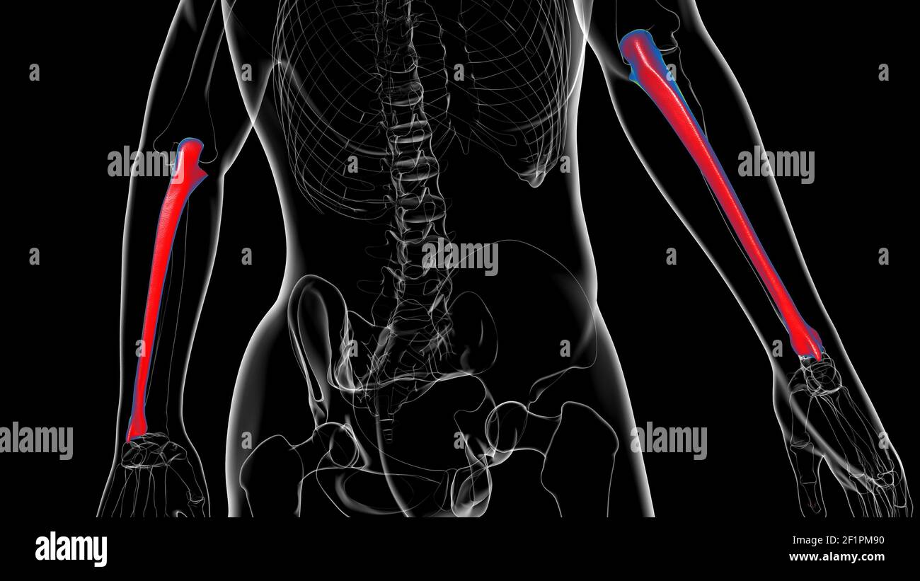 Human skeleton anatomy Ulna Bone 3D Rendering For Medical Concept Stock ...